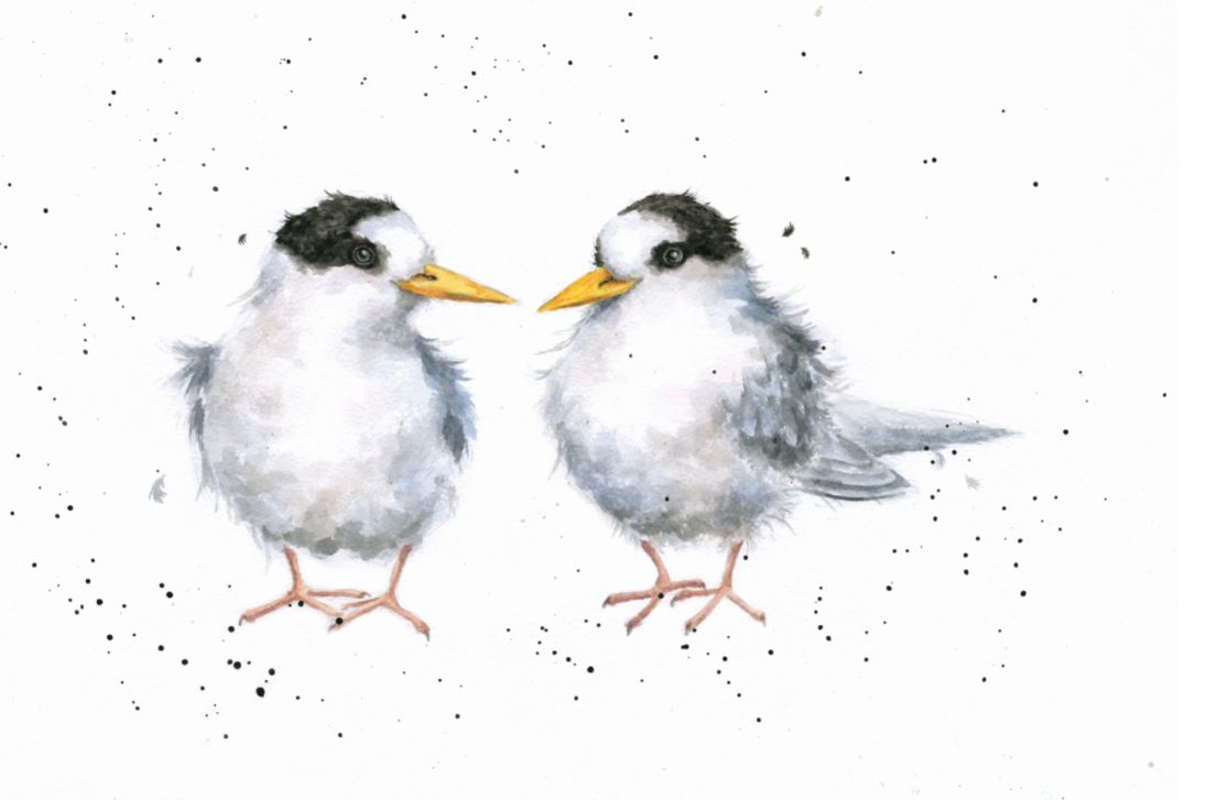 The NZ Fairy Tern